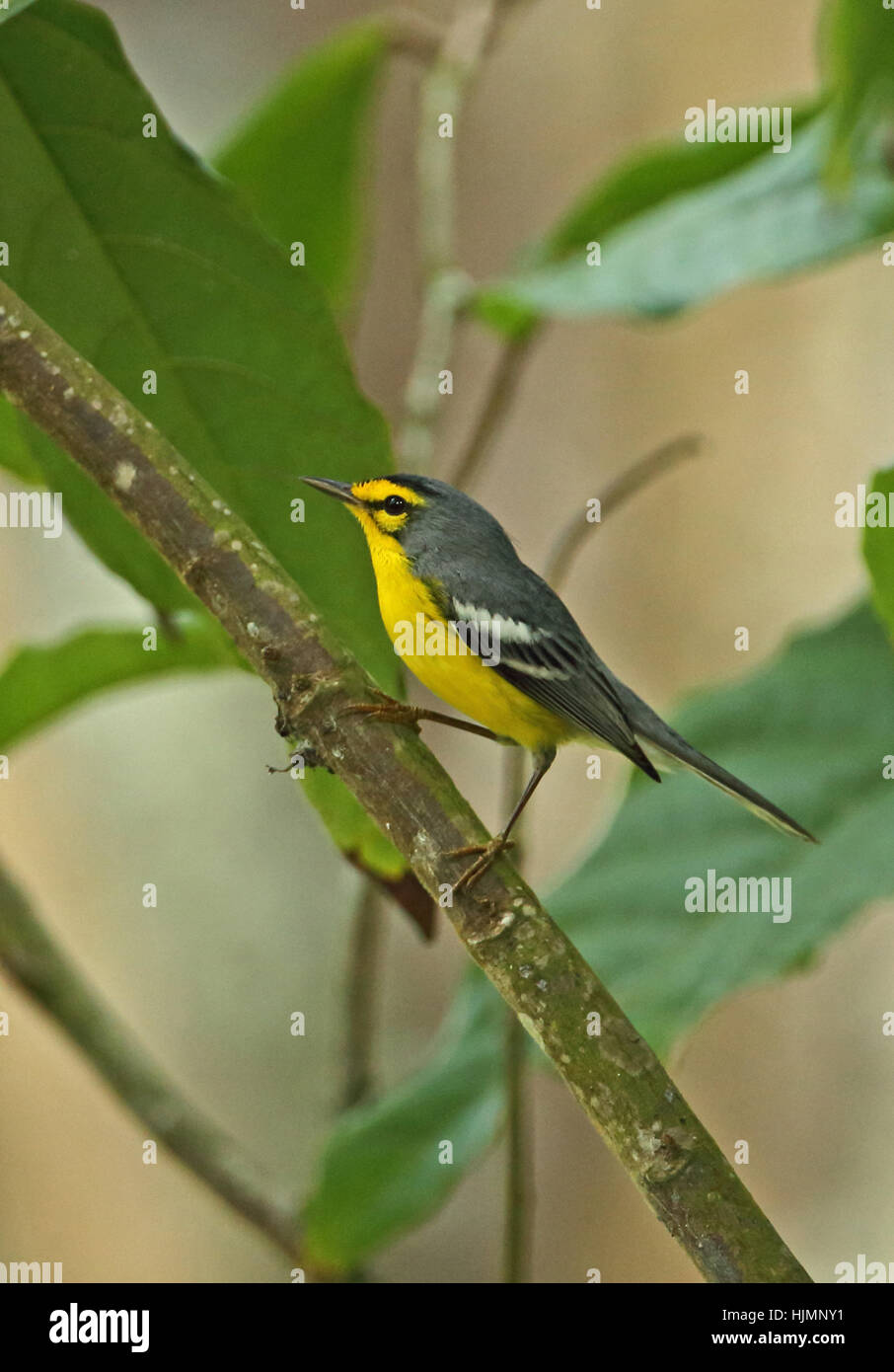 Warbler setophaga sp hi-res stock photography and images - Alamy