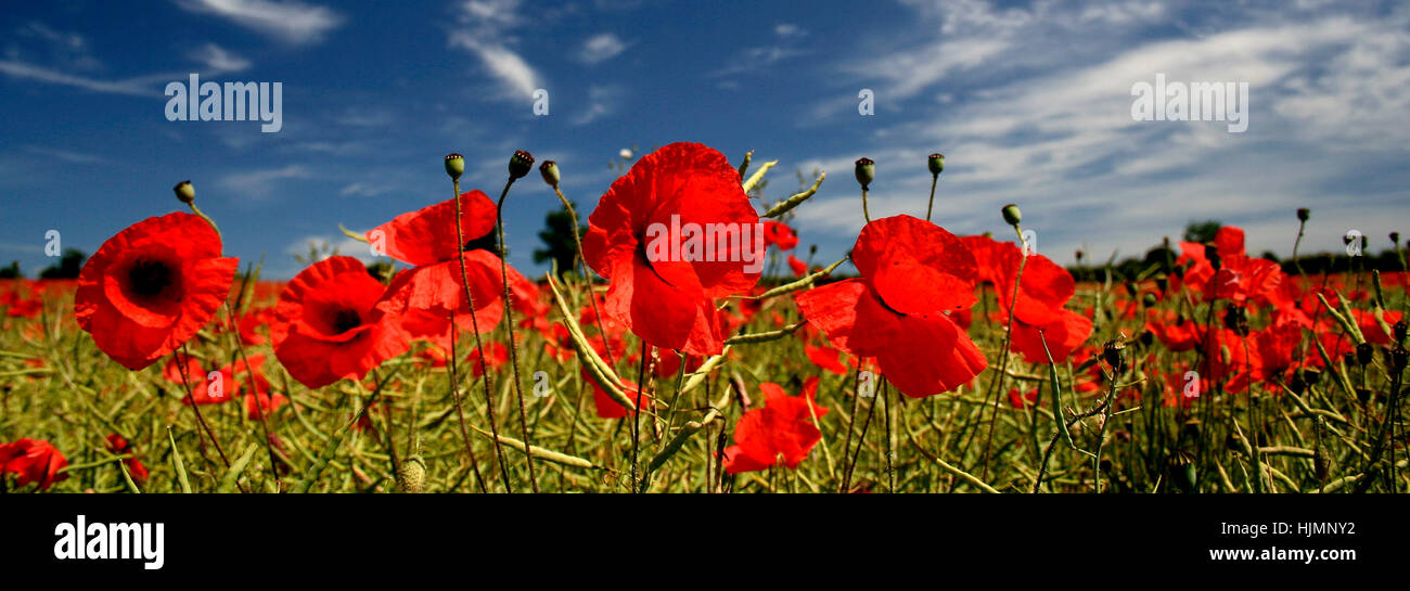 Summer Poppy Fields, Castle Acre village, North Norfolk, England, UK ...