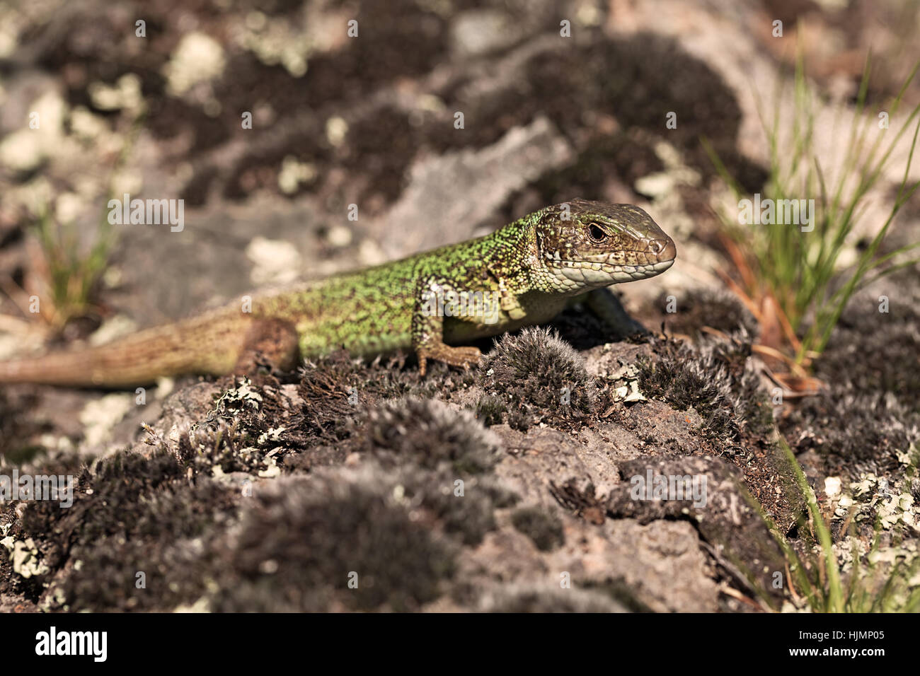 Lizard on the stone base in the countryside, note shallow depth of ...