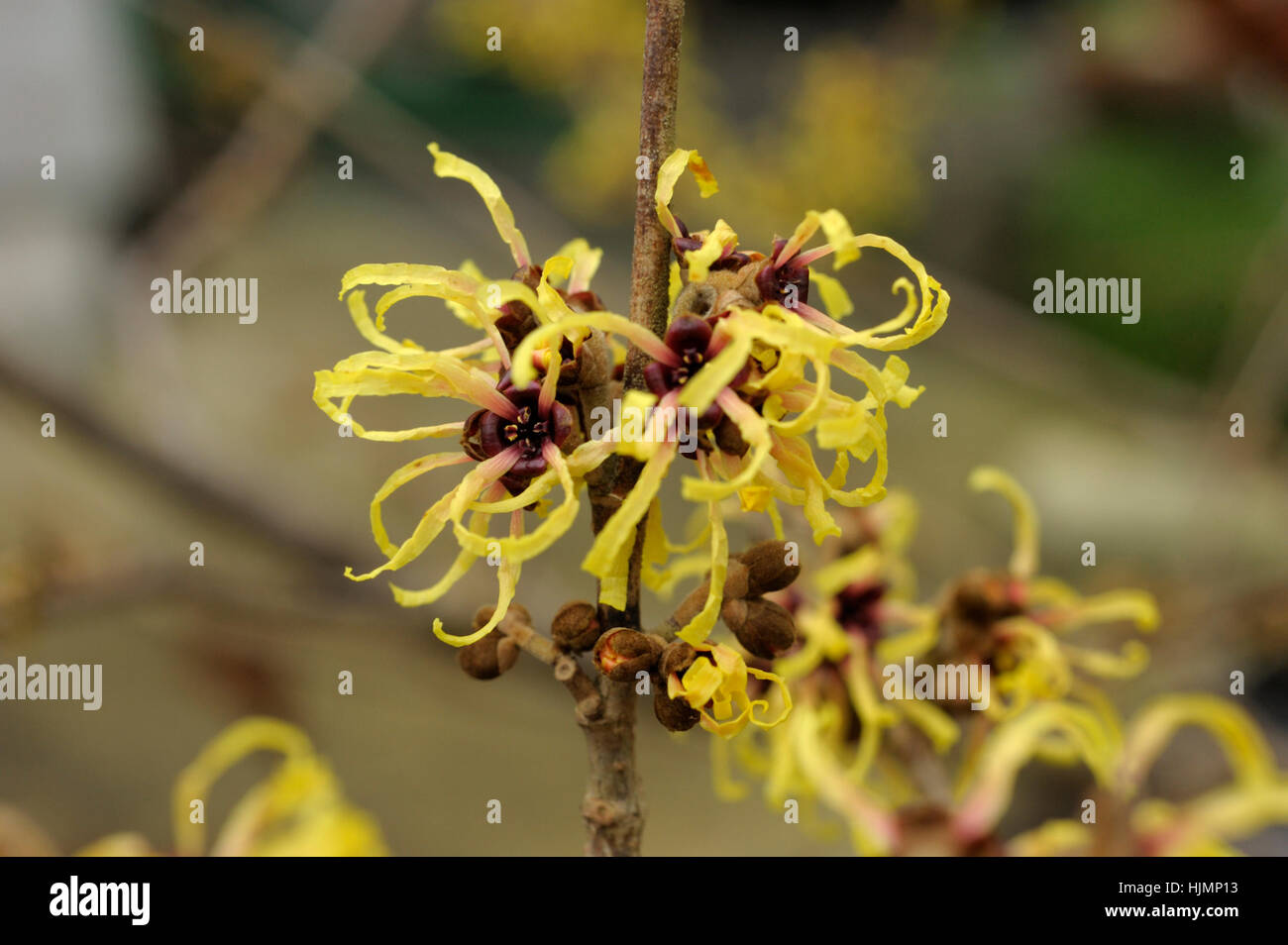 Witch-hazel, Hamamelis spp Stock Photo - Alamy