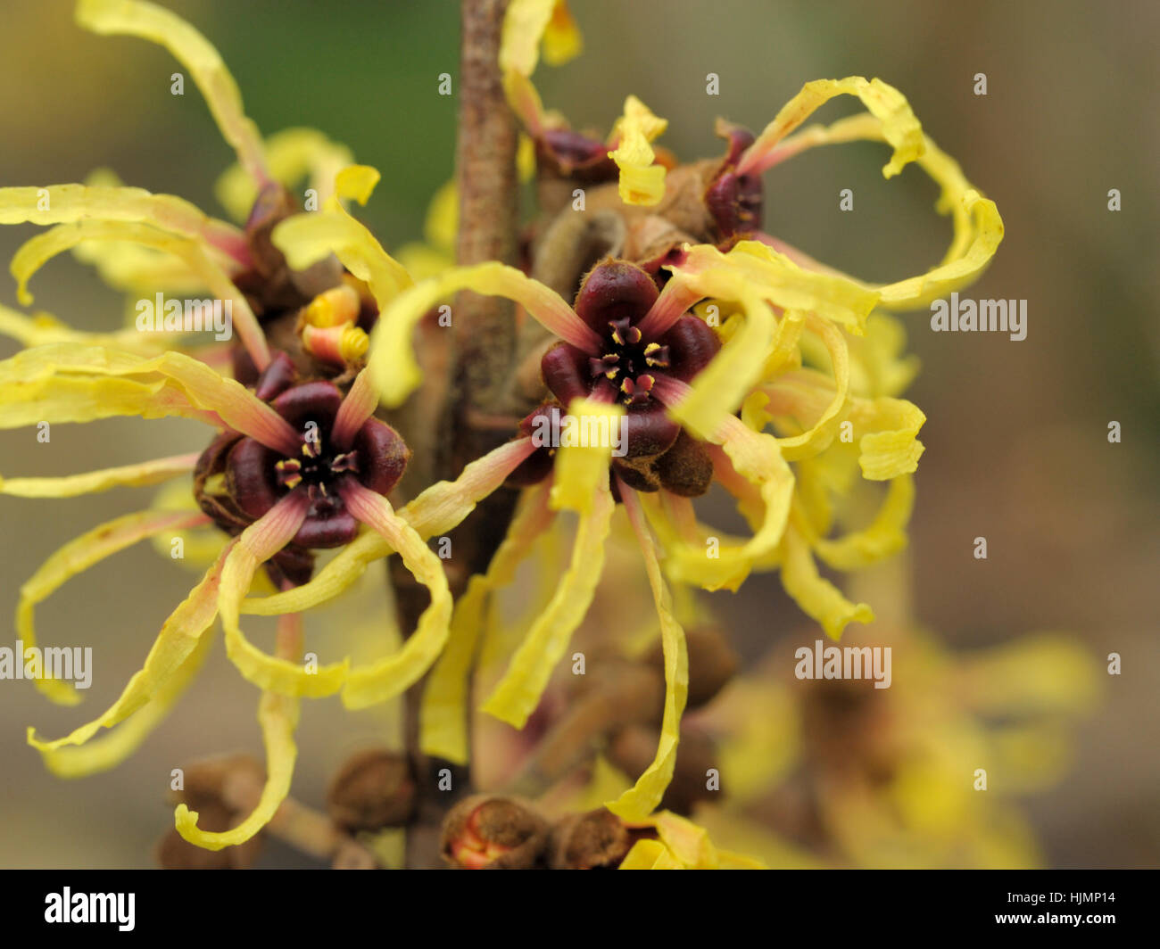 Witch-hazel, Hamamelis spp Stock Photo - Alamy