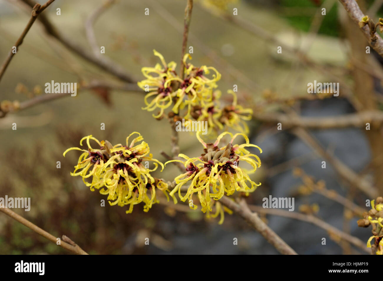 Witch-hazel, Hamamelis spp Stock Photo - Alamy