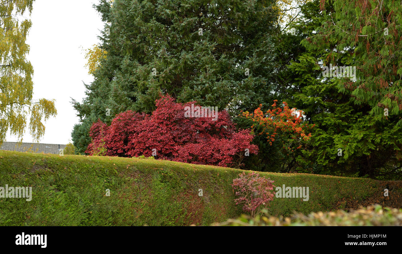 Hedge color colour colors colours hi-res stock photography and images ...