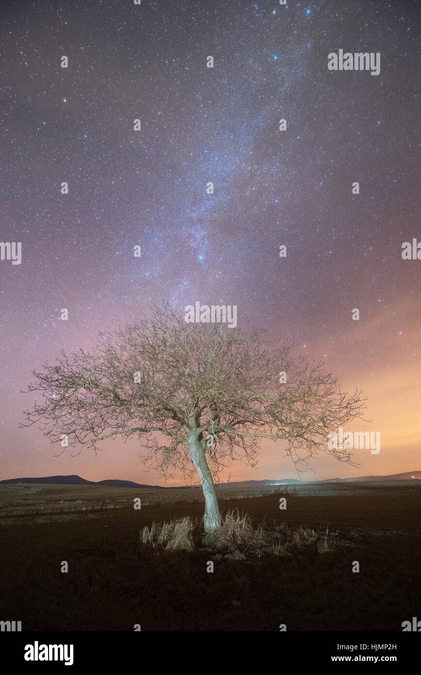 Milky way over a lonely tree Stock Photo - Alamy
