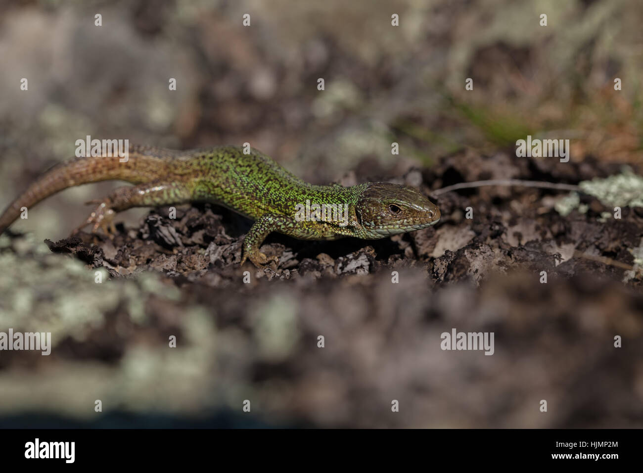 Lizard on the stone base in the countryside, note shallow depth of ...