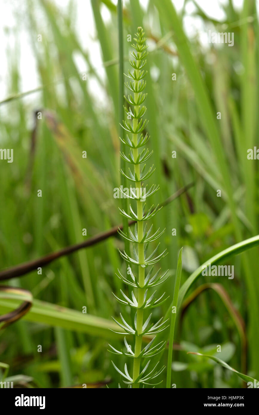 Mares tail hi-res stock photography and images - Alamy