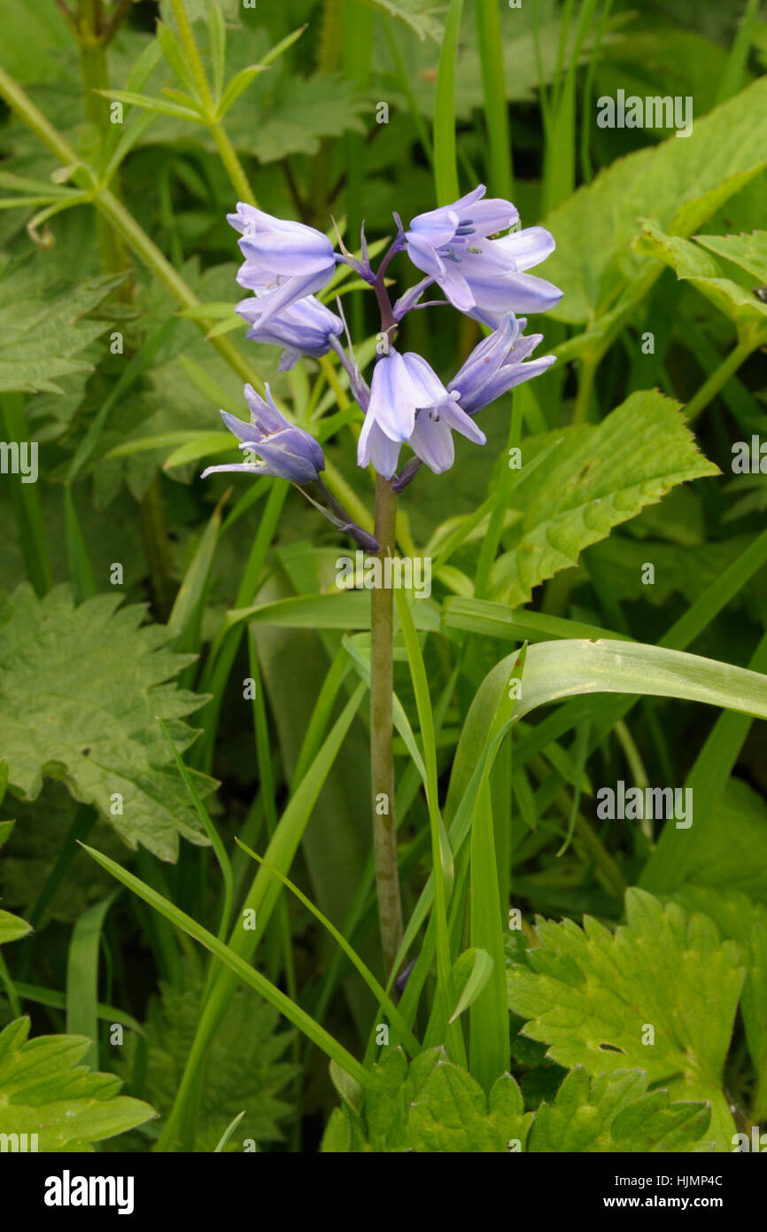 Spanish Bluebell, Hyacinthoides hispanica Stock Photo - Alamy