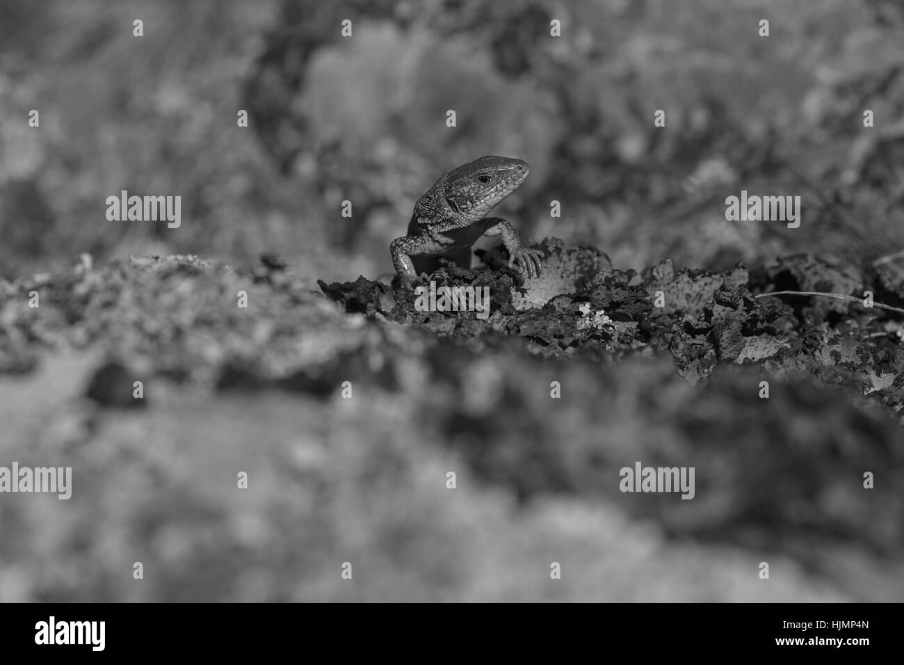 Lizard on the stone base in the countryside, note shallow depth of ...