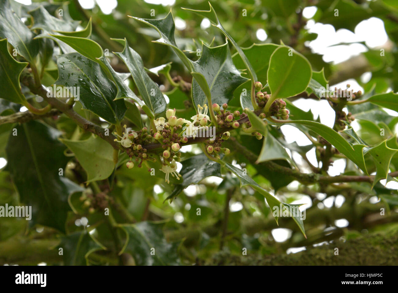 Male holly flower hi-res stock photography and images - Alamy