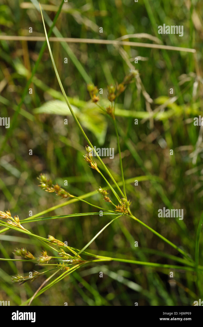 Tenuis hi-res stock photography and images - Alamy