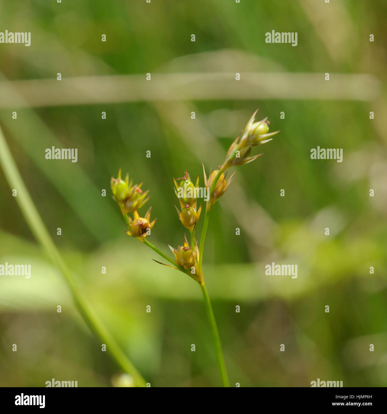 Juncus Tenuis
