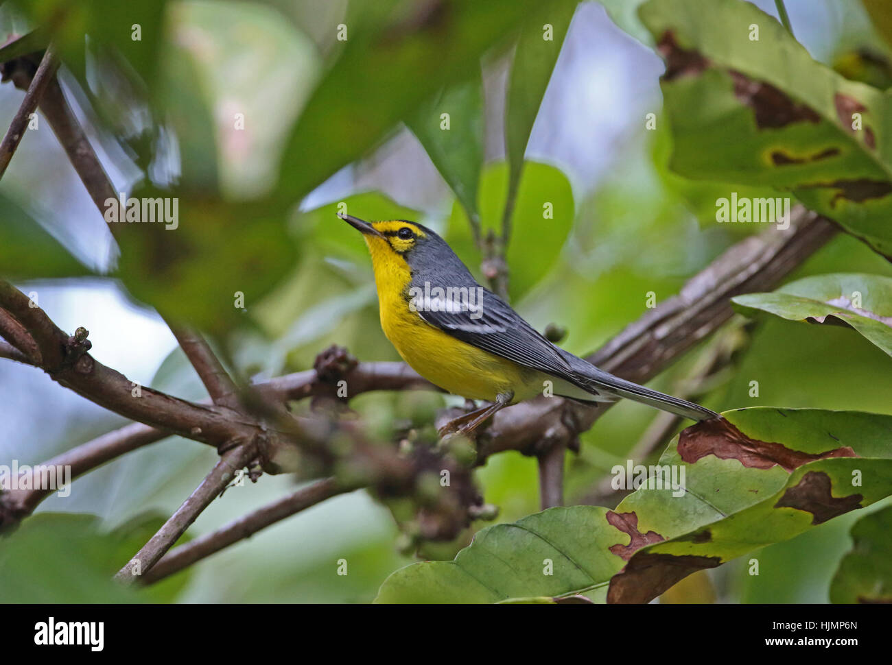 Setophaga delicata hi-res stock photography and images - Alamy
