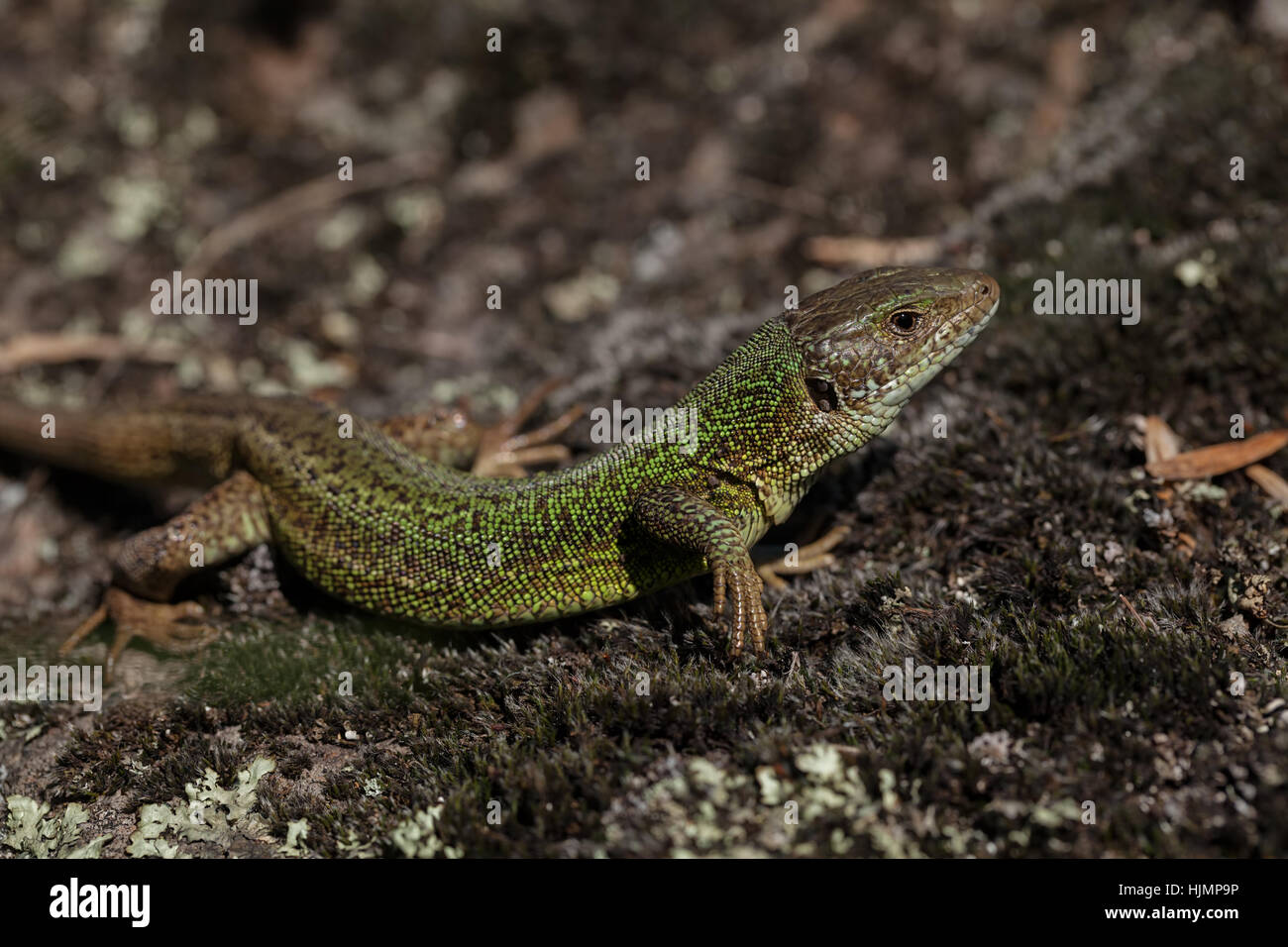 Lizard on the stone base in the countryside, note shallow depth of ...