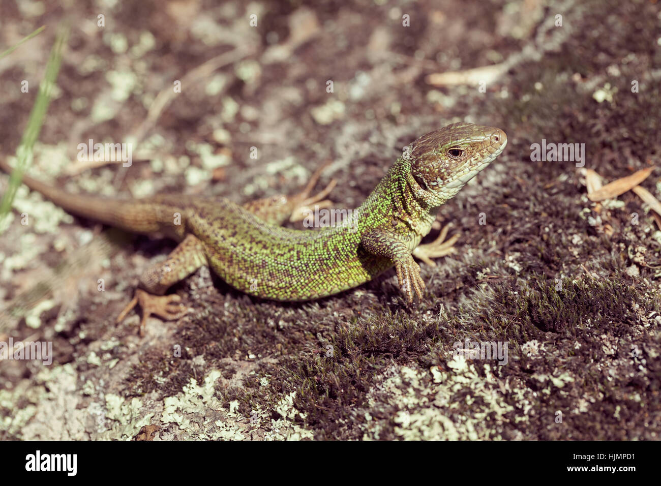 Lizard on the stone base in the countryside, note shallow depth of ...