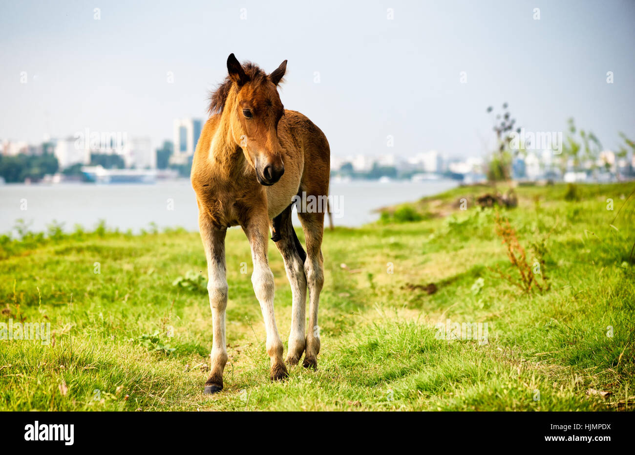 Thoroughbred foal standing alone in pasture Stock Photo - Alamy