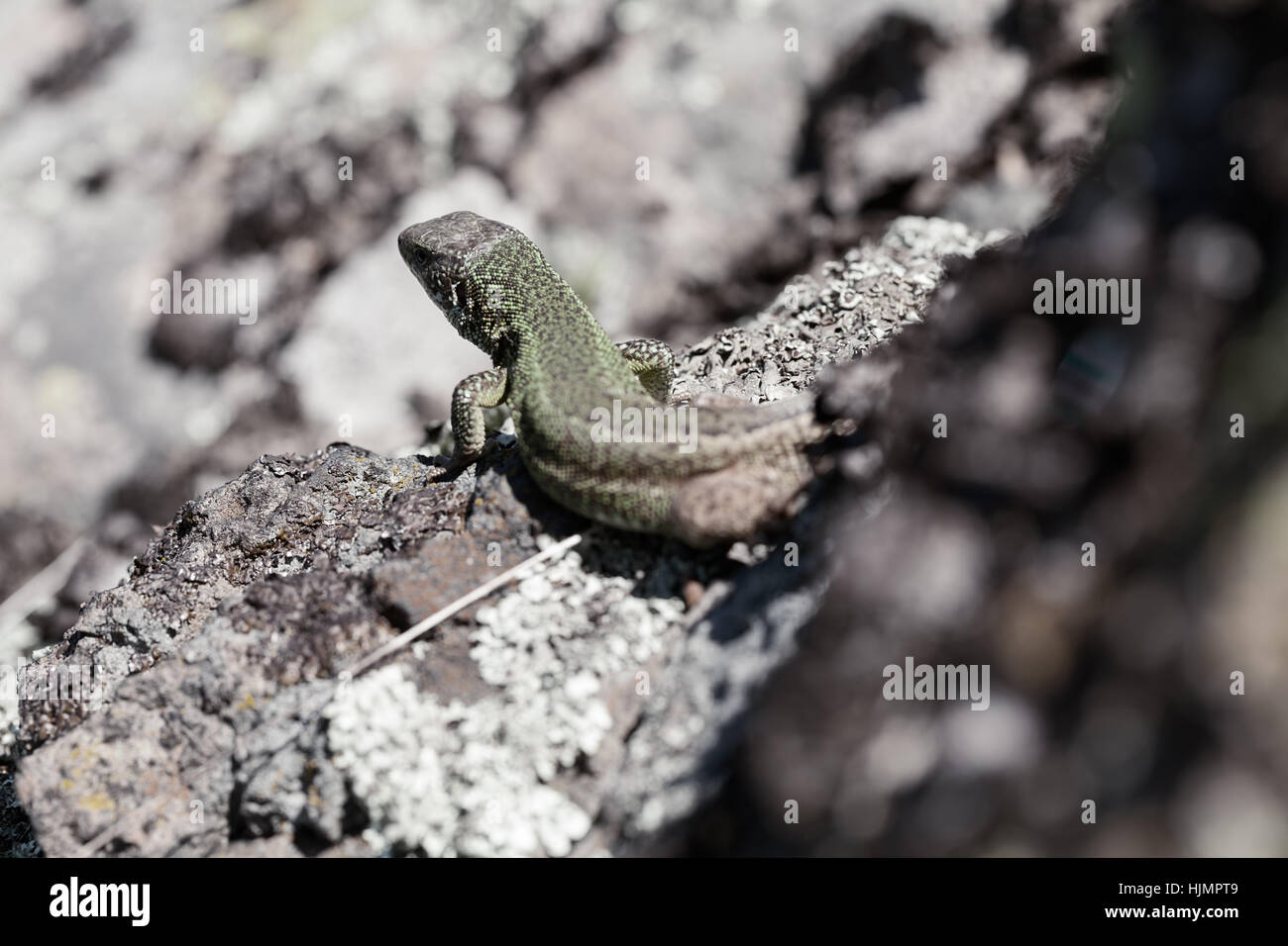 Lizard on the stone base in the countryside, note shallow depth of ...