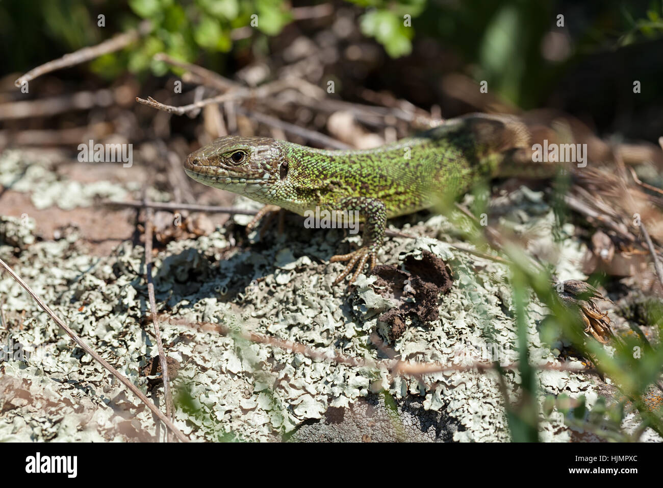 Lizard on the stone base in the countryside, note shallow depth of ...