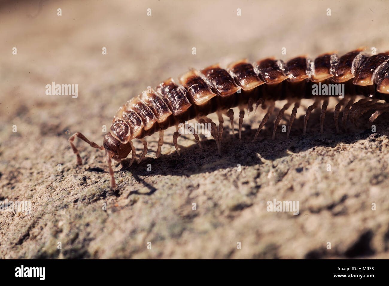 brown Centipede with armor on the stone rocks, note shallow depth of ...