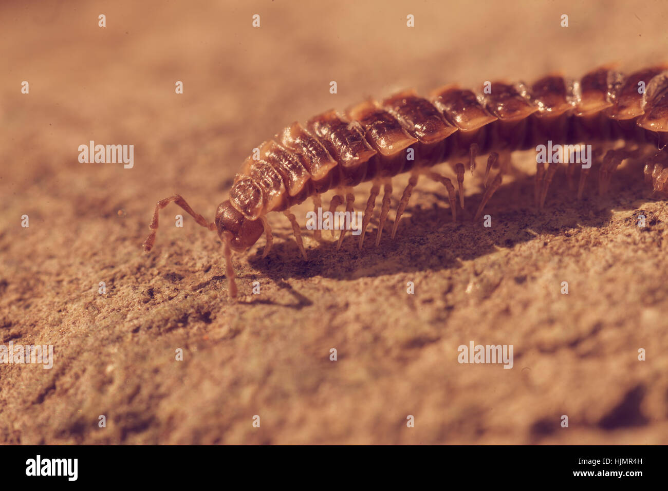 brown Centipede with armor on the stone rocks, note shallow depth of ...