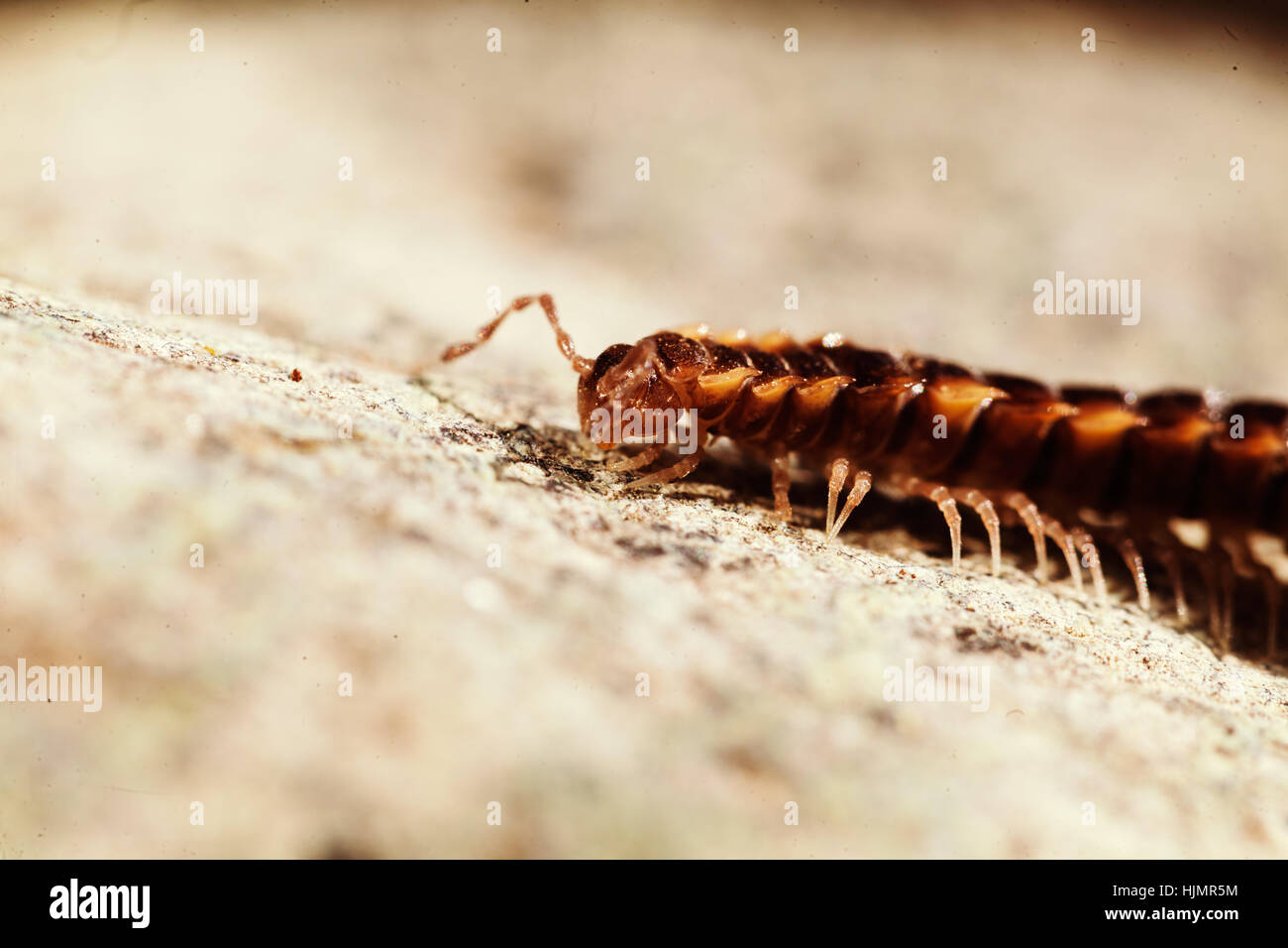 brown Centipede with armor on the stone rocks, note shallow depth of ...