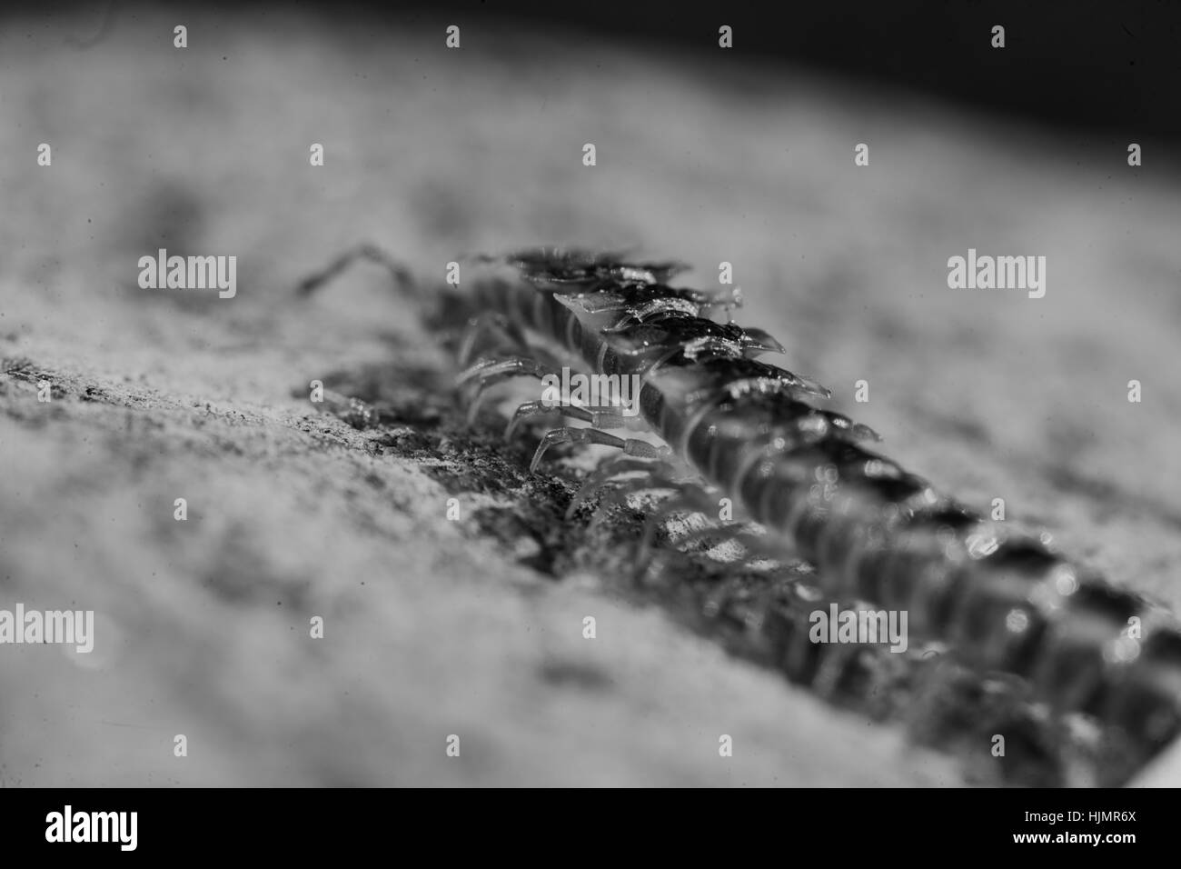 brown Centipede with armor on the stone rocks, note shallow depth of ...