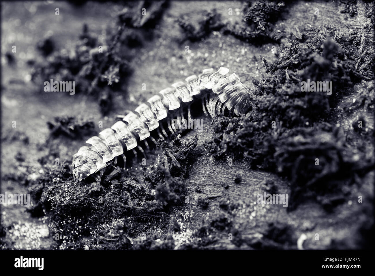 brown Centipede with armor in nature, note shallow depth of field Stock ...