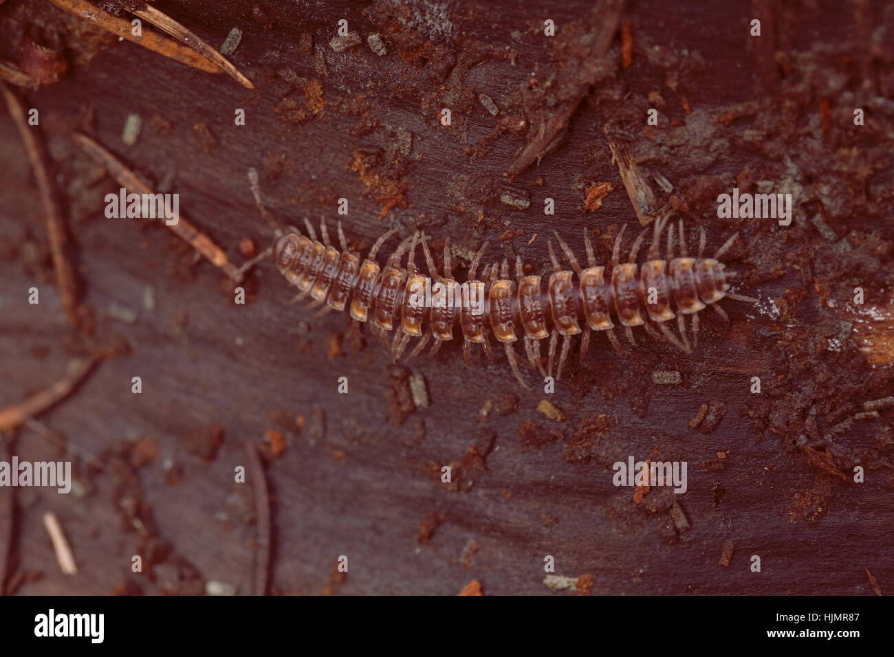 brown Centipede with armor in nature, note shallow depth of field Stock ...