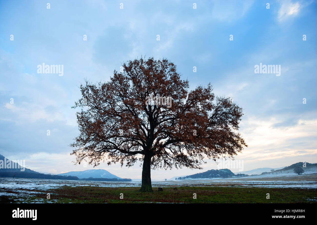 winter evening on field with an old oak Stock Photo - Alamy