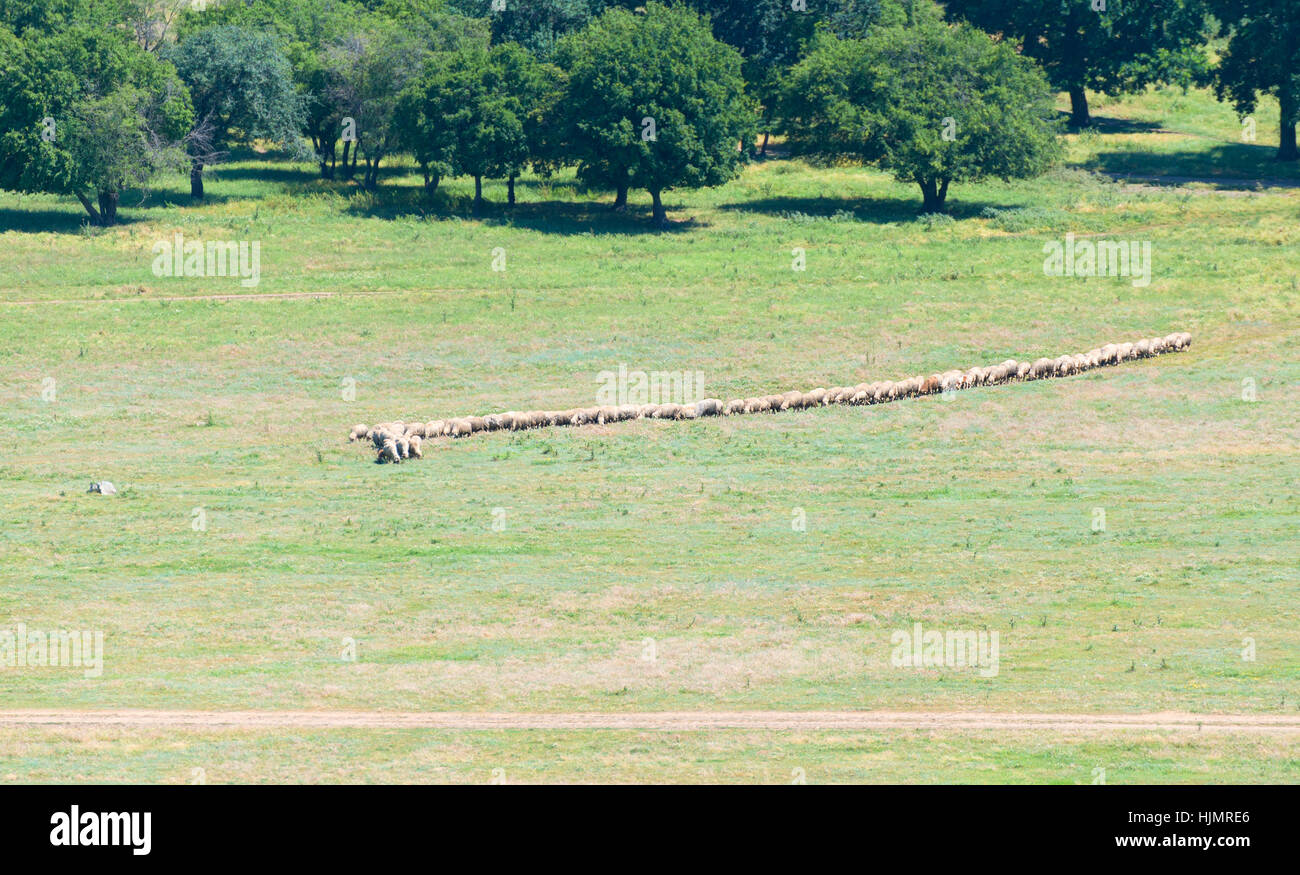 Flock of sheep walking in a row Stock Photo - Alamy