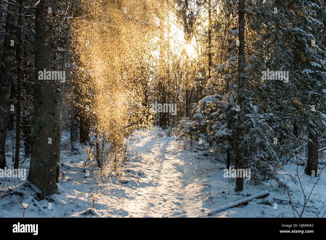 Snow Falling On Trees