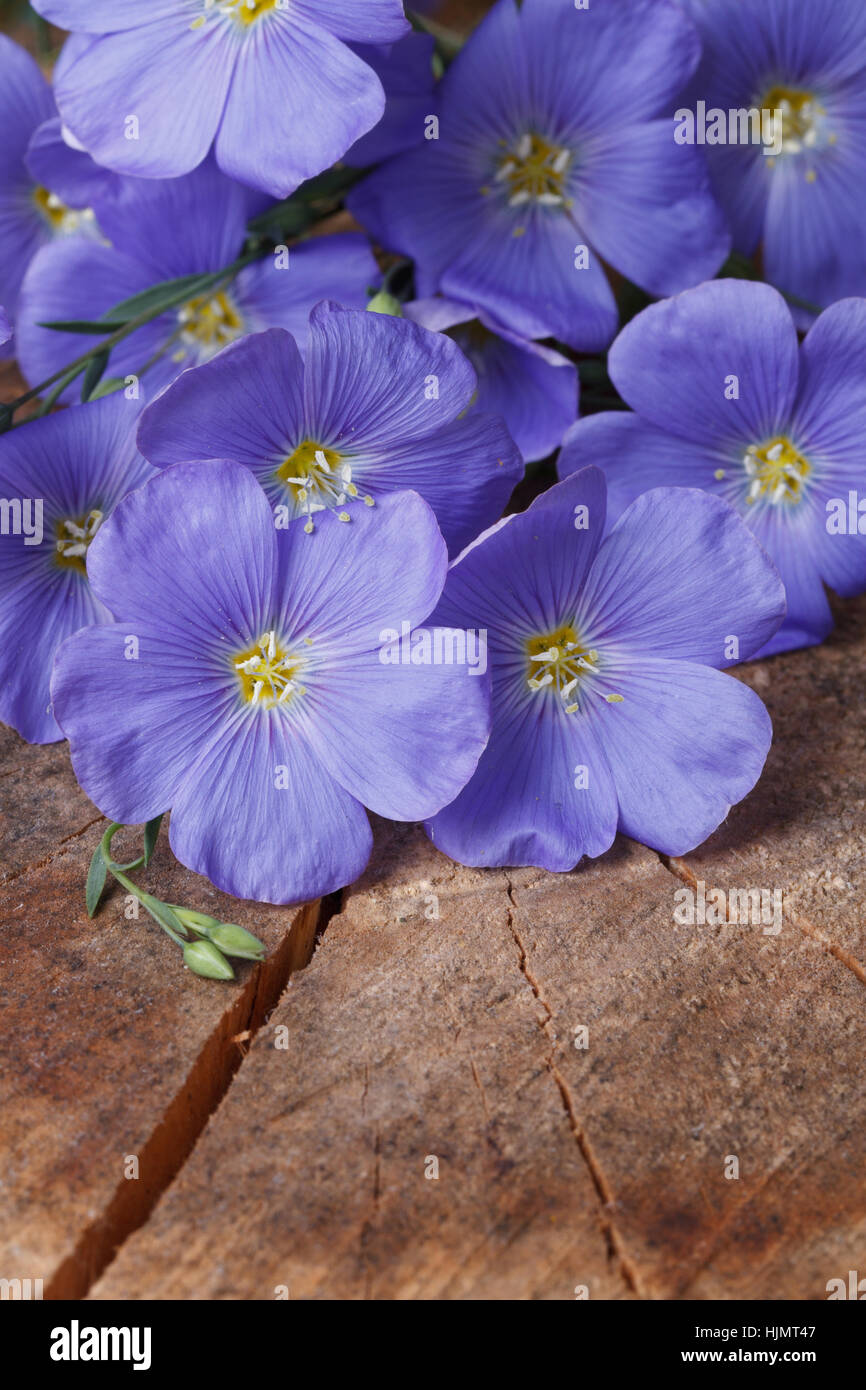 Flax board hi-res stock photography and images - Alamy