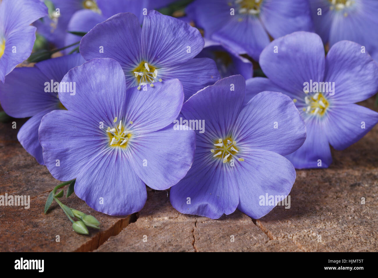 Blue flax hi-res stock photography and images - Alamy