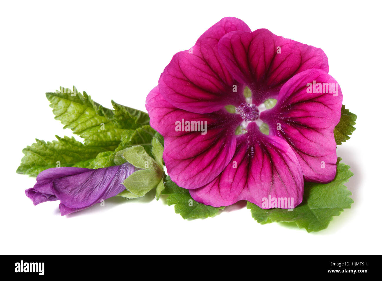 Vibrant flower wild mallow with a bud close-up isolated on white ...