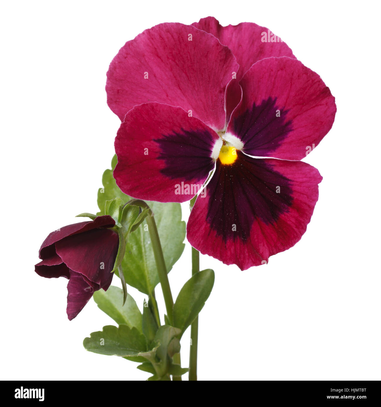 red beautiful flower pansy with a bud isolated on white background ...