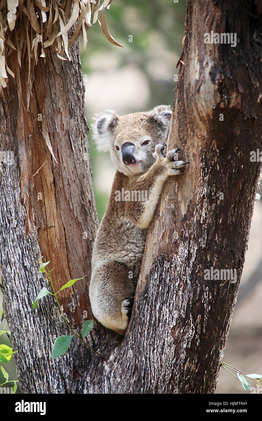 View at koala in a tree Stock Photo - Alamy