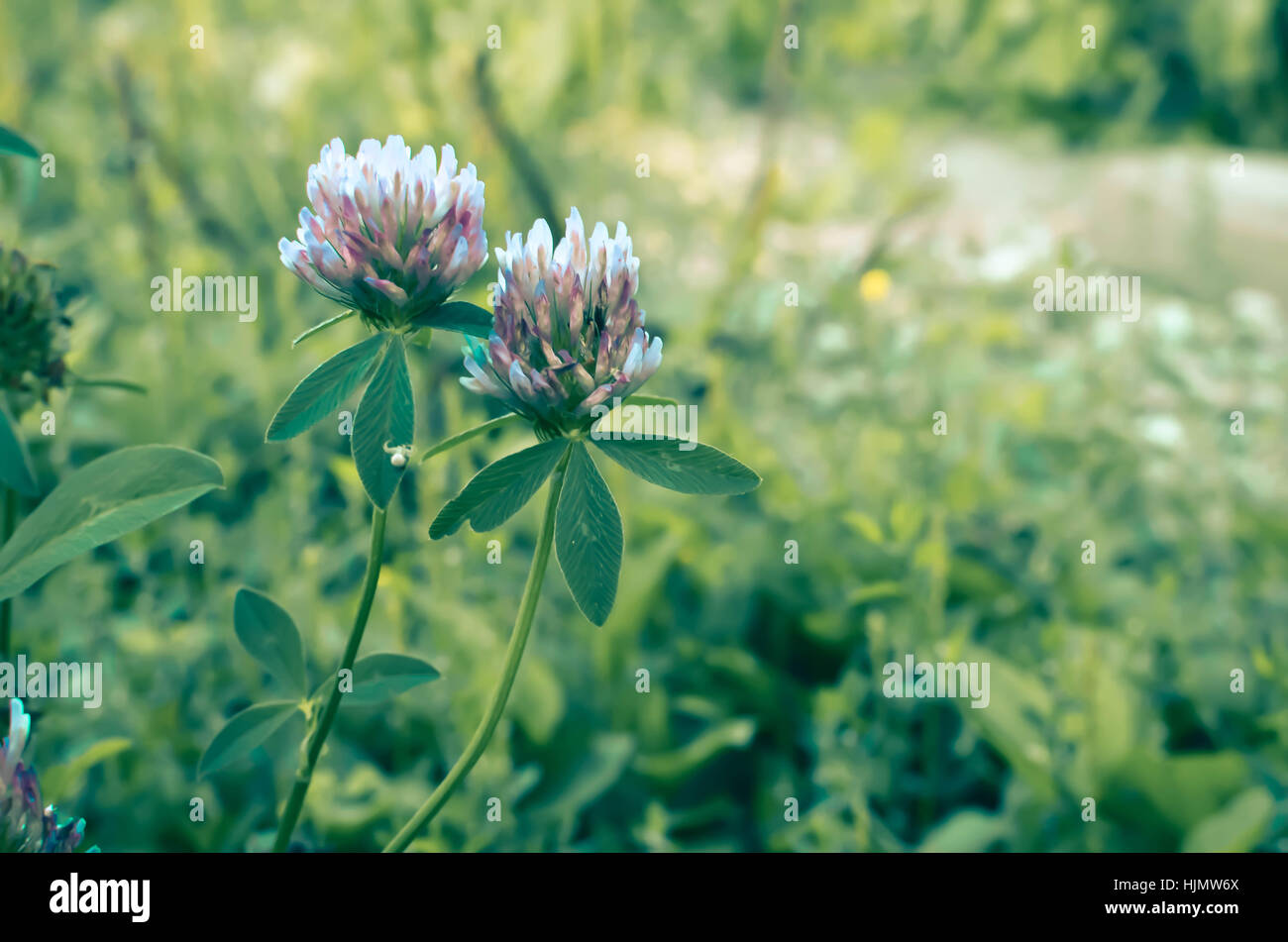 Flowering clover flower on a field Trifolium pratense . close-up shot ...