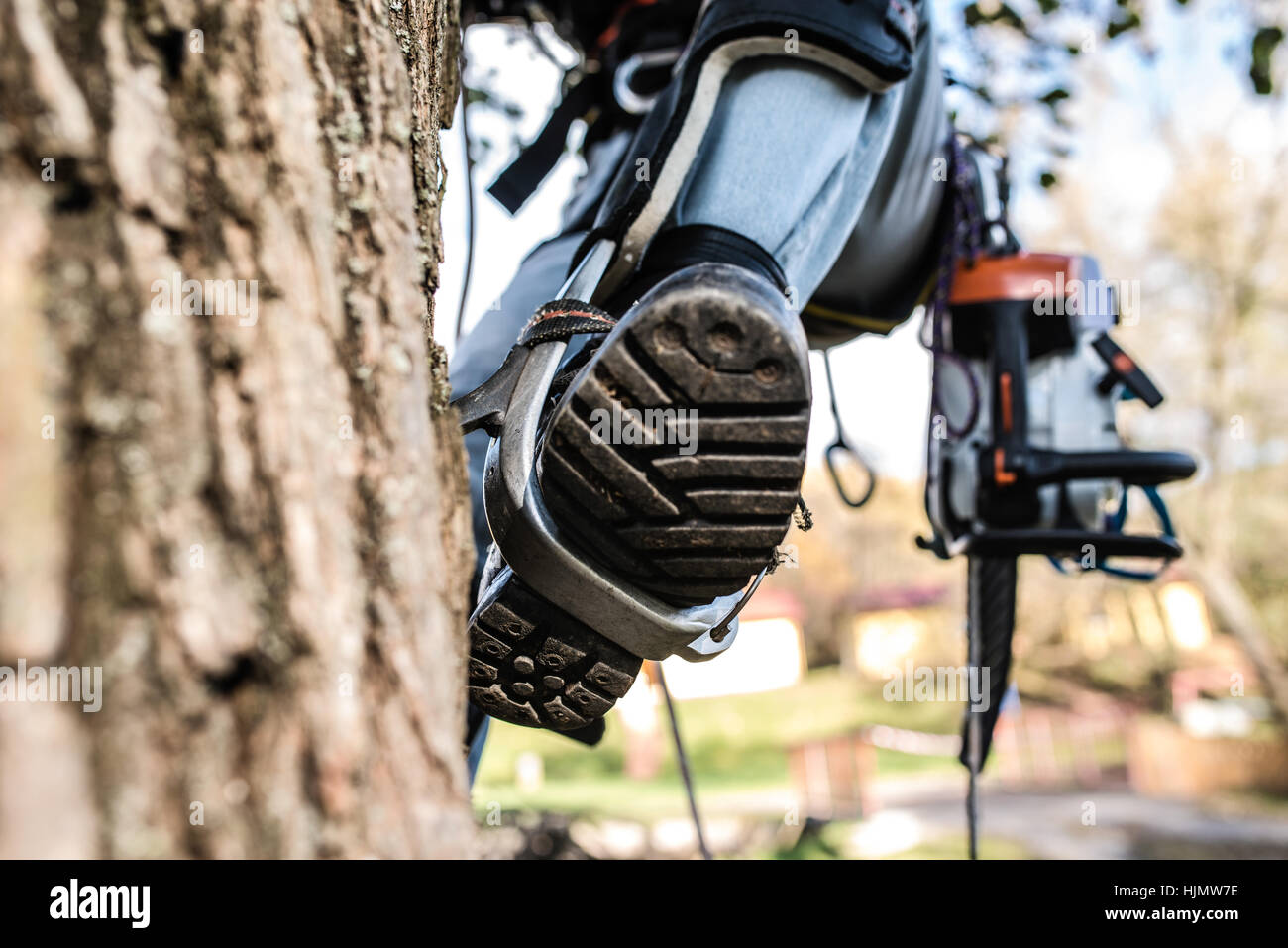 Close up of leg of lumberjack with a chainsaw climbing a tree Stock ...