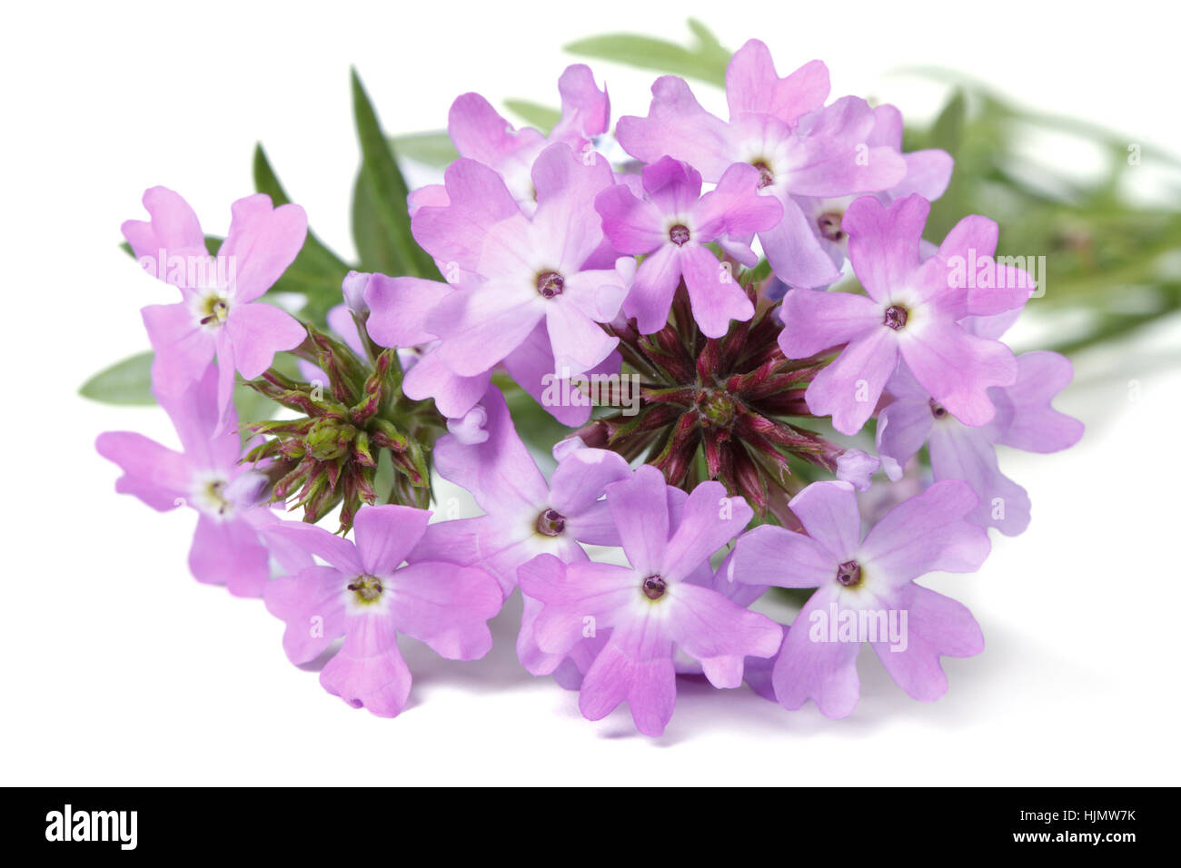 Verbena bonariensis Cut Out Stock Images & Pictures - Alamy