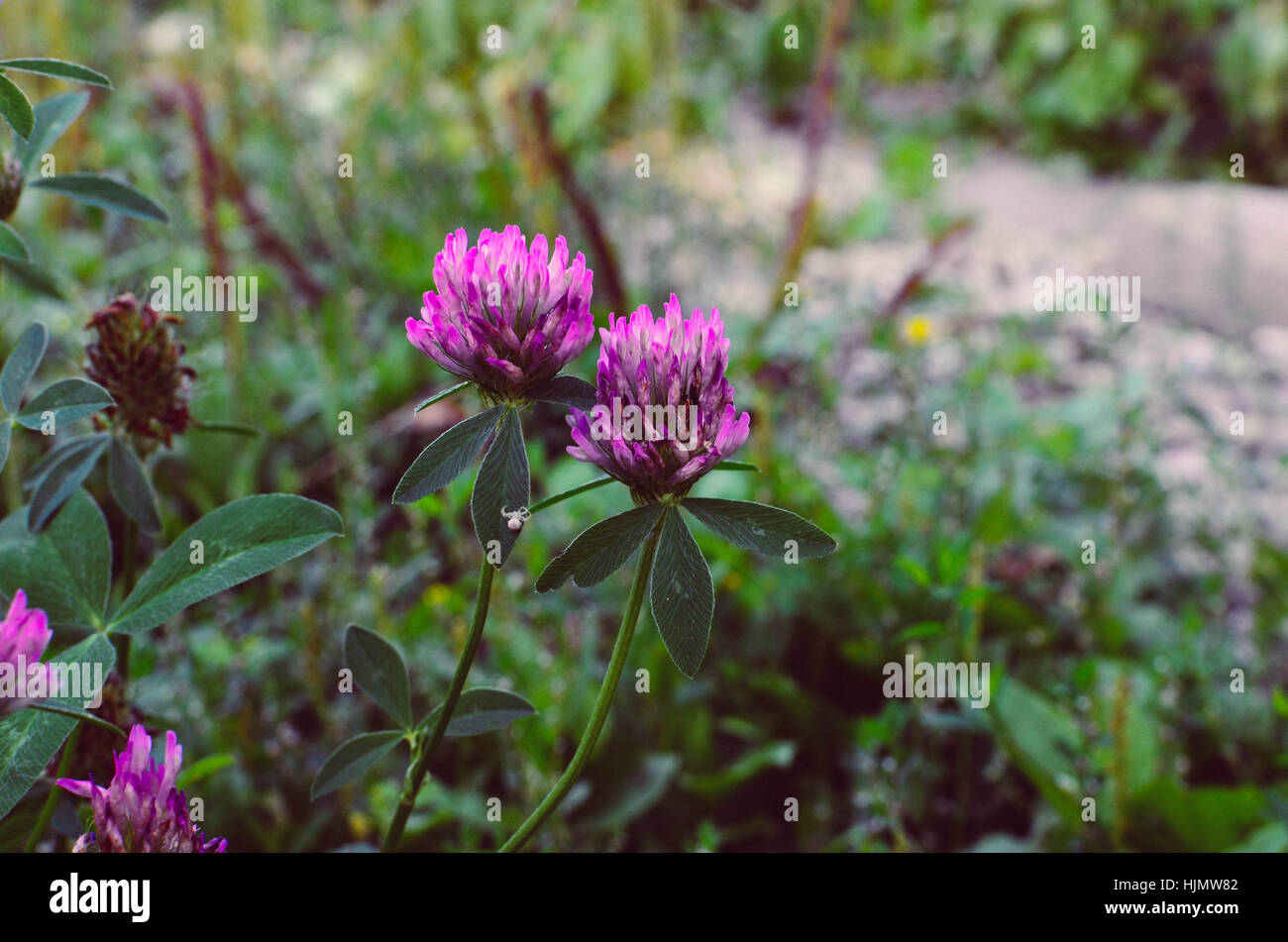 Flowering clover flower on a field Trifolium pratense . close-up shot ...