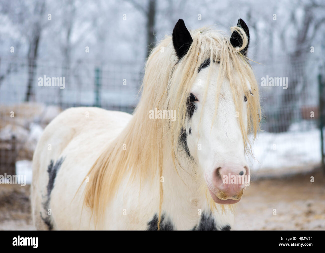 Grey gypsy vanner irish cob hi-res stock photography and images - Alamy