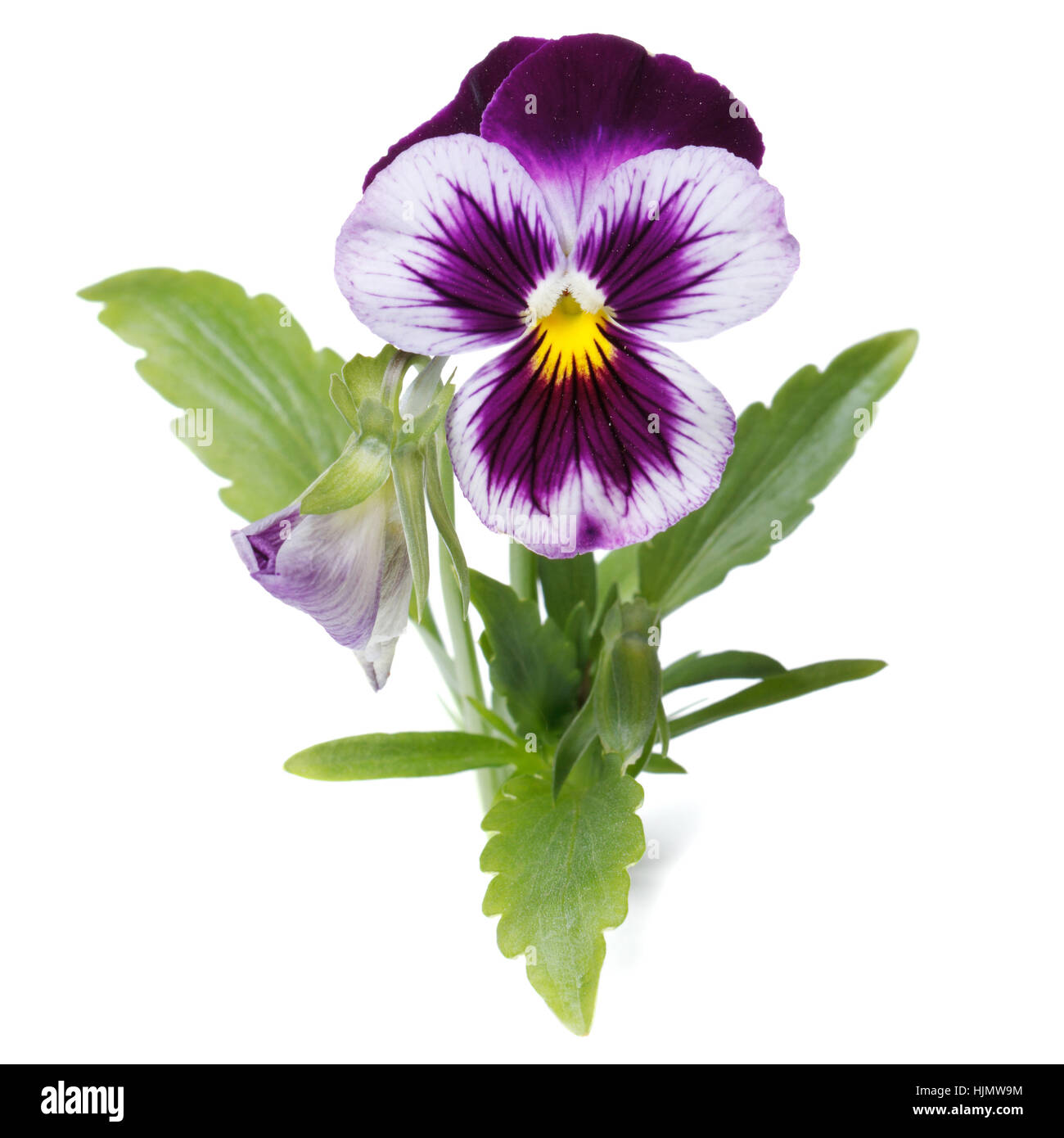 Close up blue beautiful Cut Out Stock Images & Pictures - Alamy