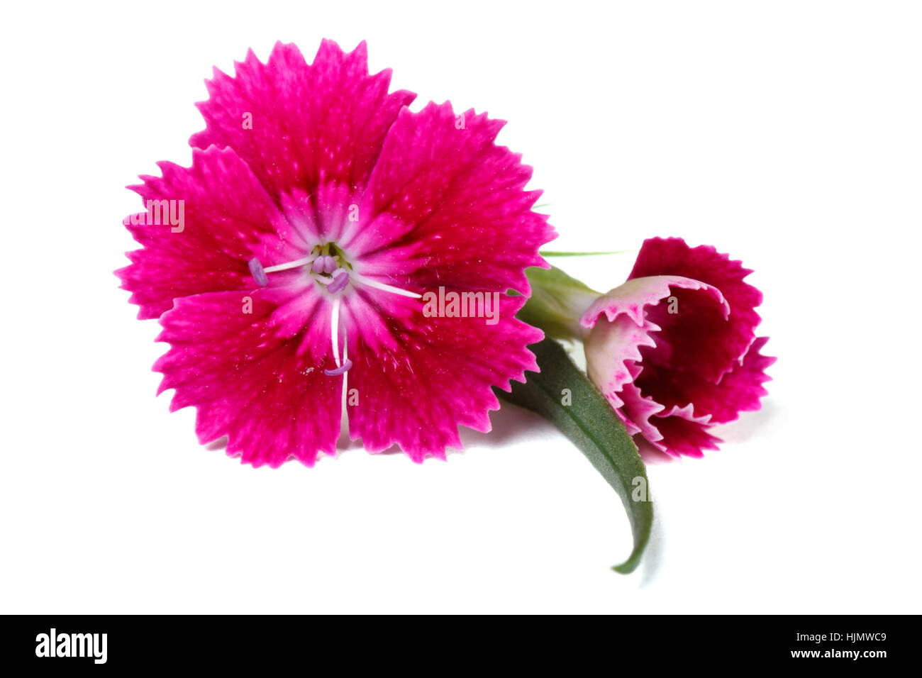sweet william red flower with a bud isolated on white background ...