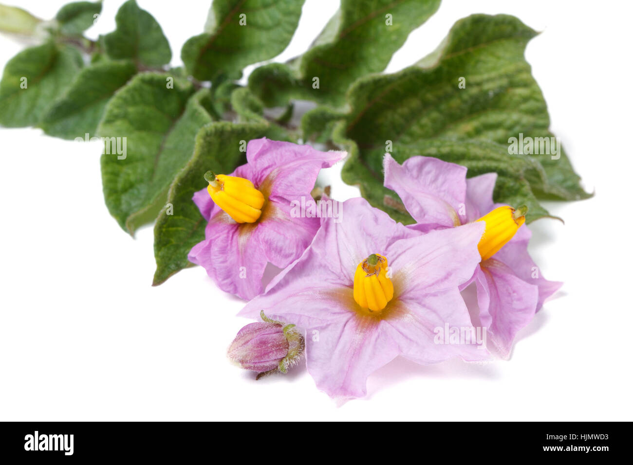 pink flowers of potato closeup isolated on white background Stock Photo ...