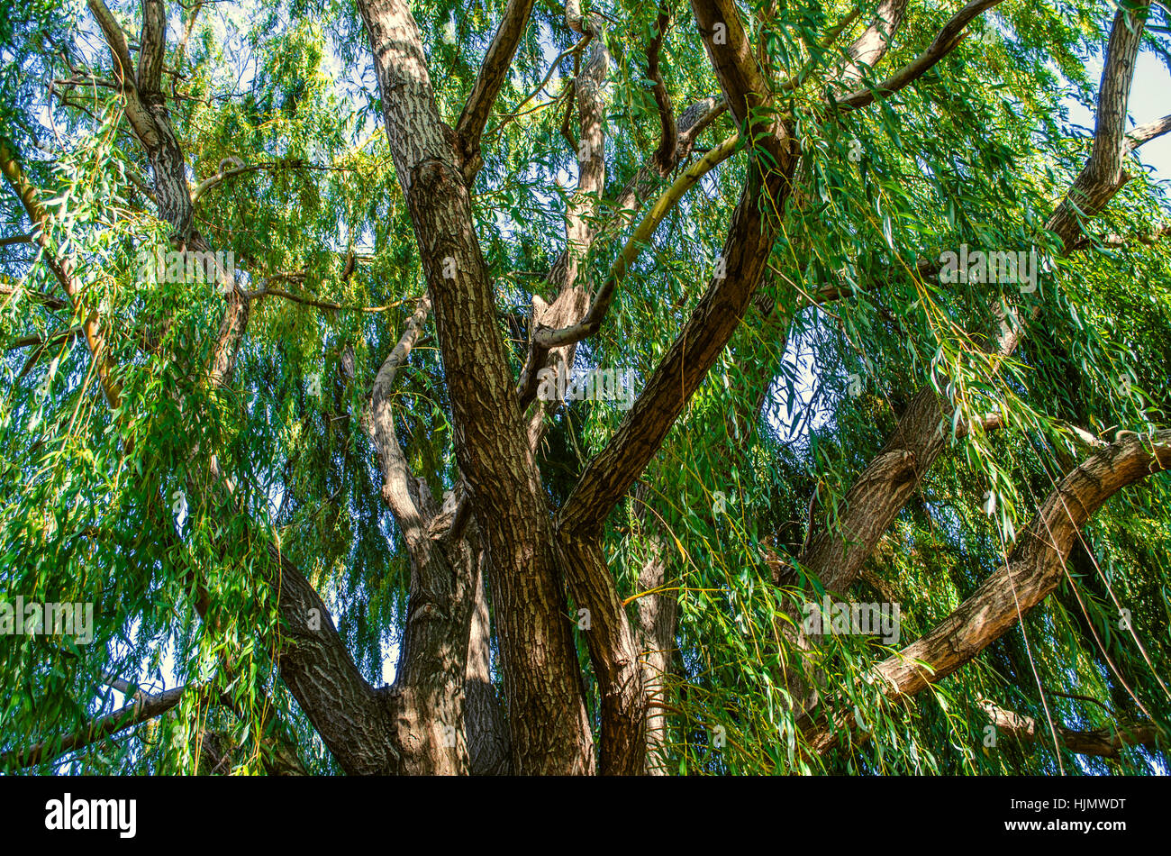 Branches and trunk old huge tree weeping willow Stock Photo - Alamy