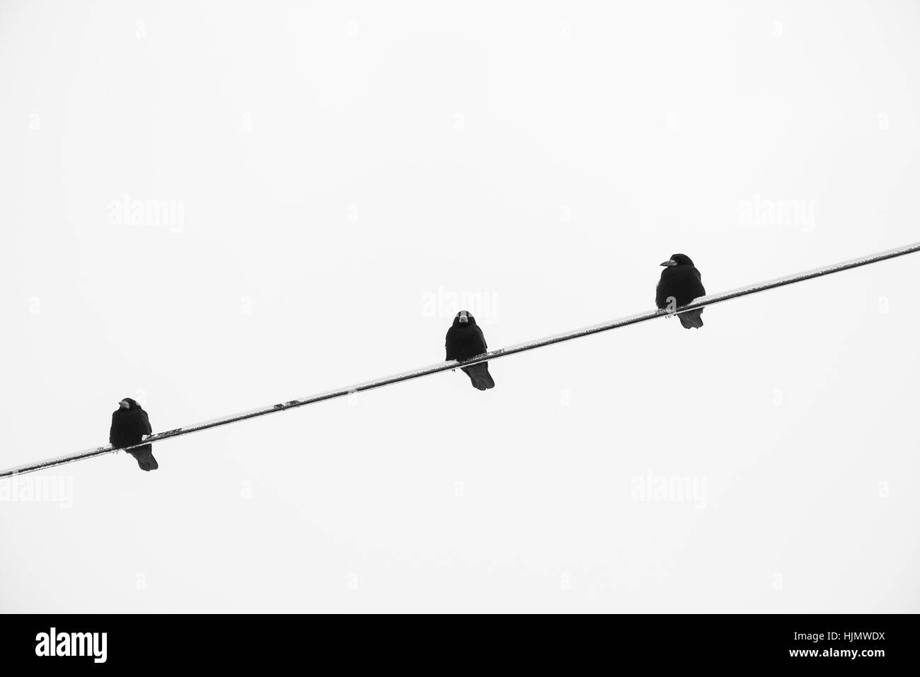 crow on an electric wire, black and white Stock Photo - Alamy