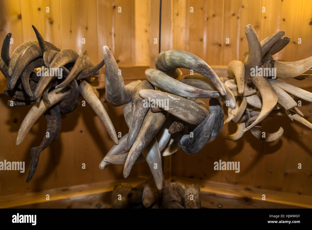 Goat horns, close up Stock Photo - Alamy