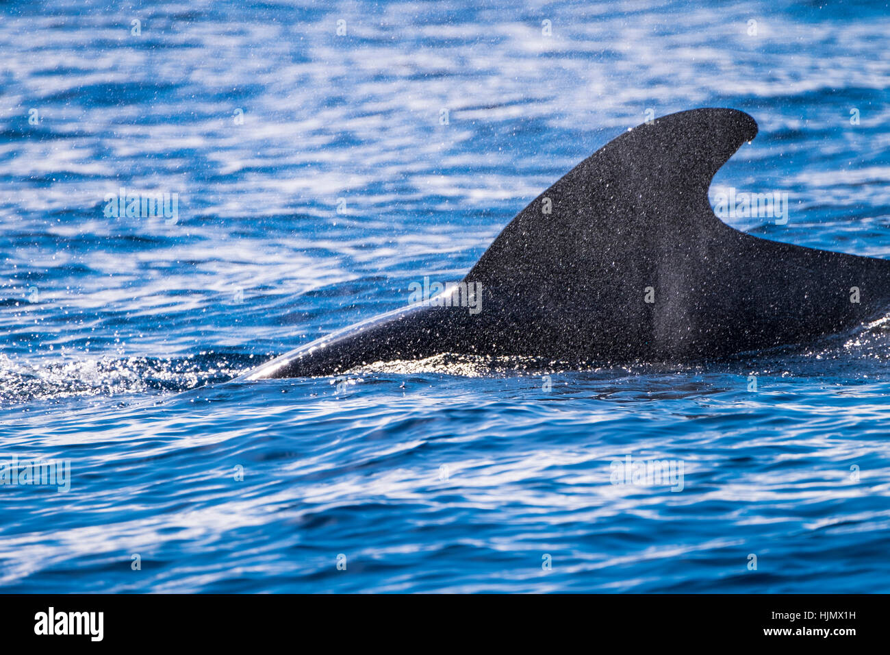Fin of pilot whale in the sea Stock Photo - Alamy