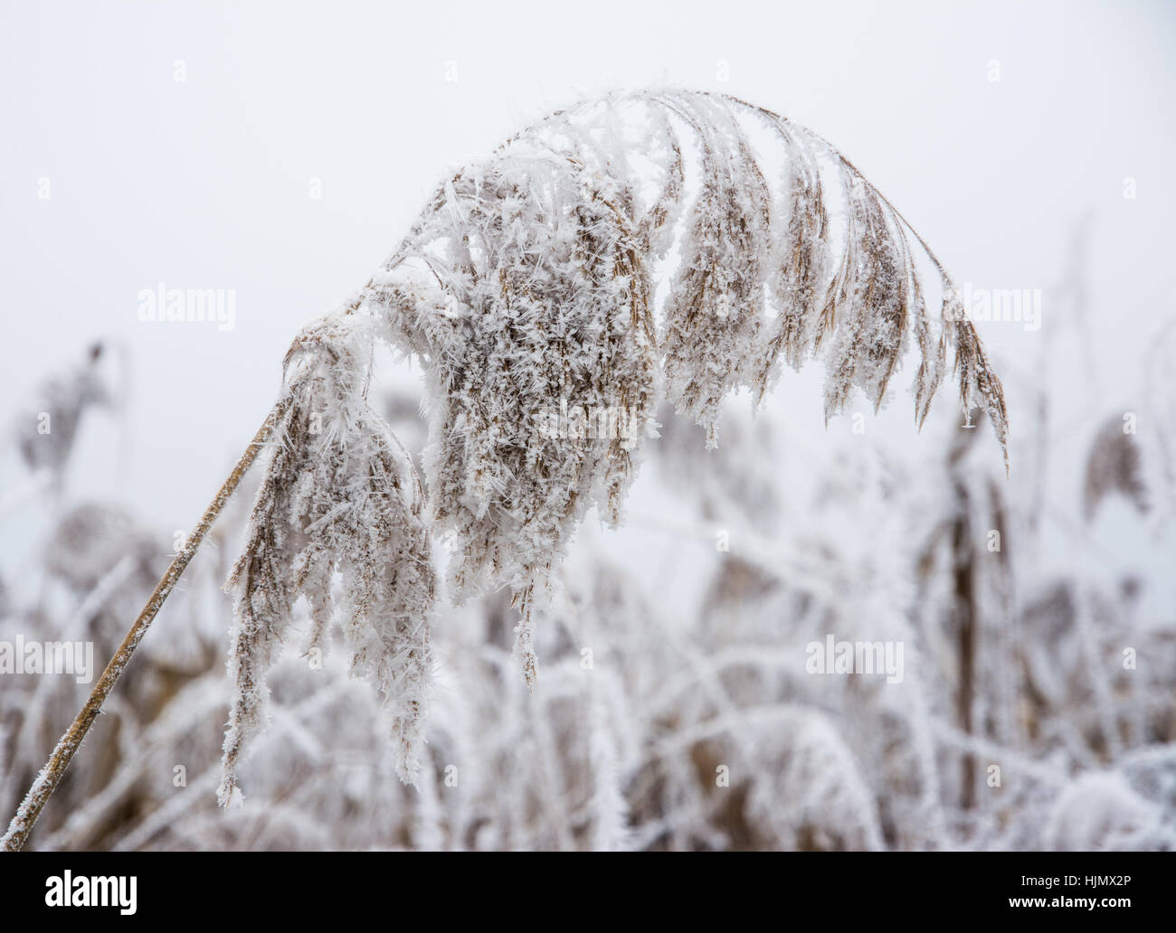 Reed plants hi-res stock photography and images - Alamy