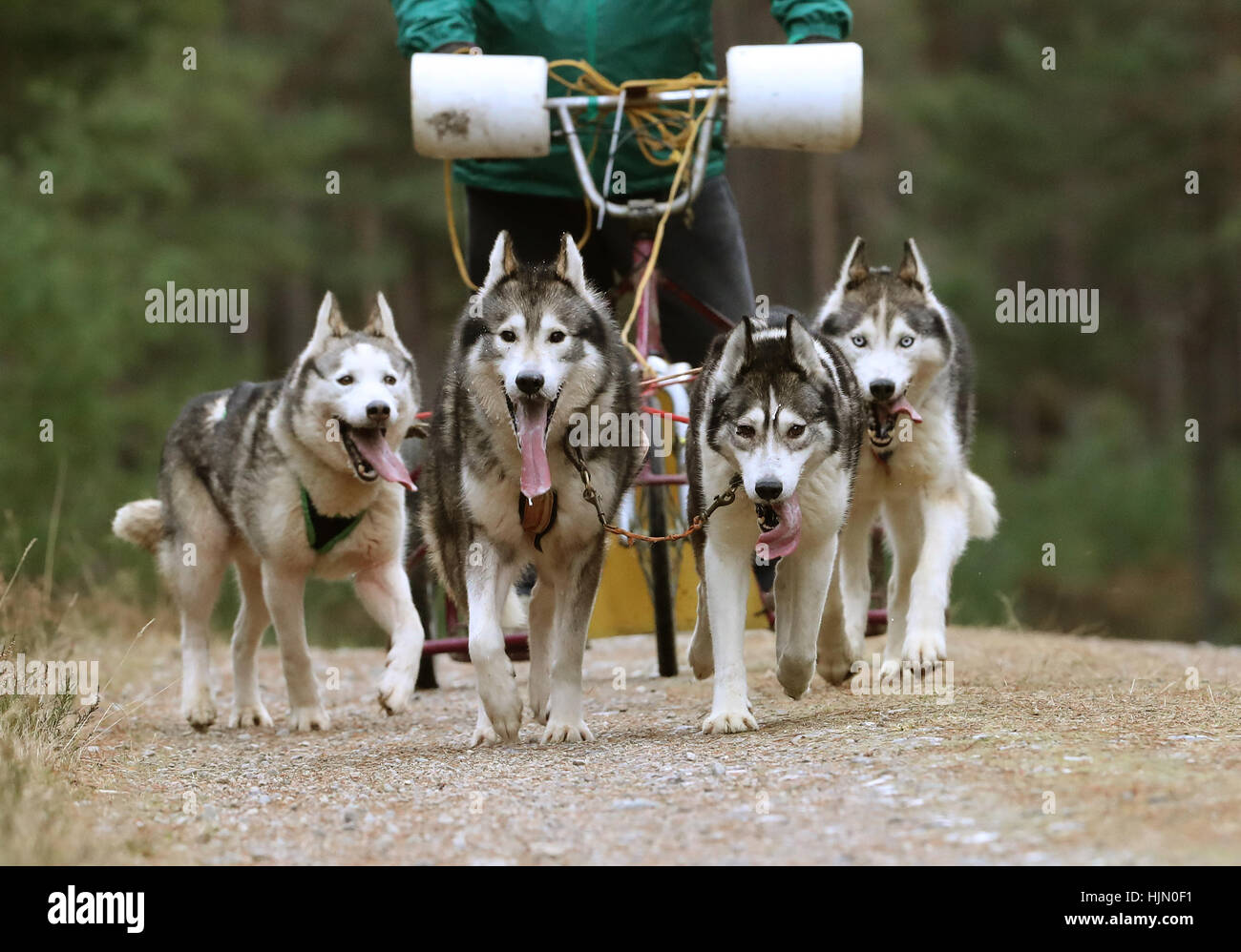 Mushers and their Huskies train at Feshiebridge near Aviemore ahead of ...