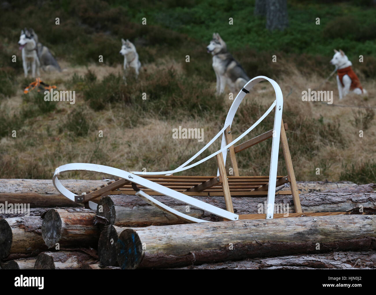 A sled sits on logs during training at Feshiebridge near Aviemore ahead ...